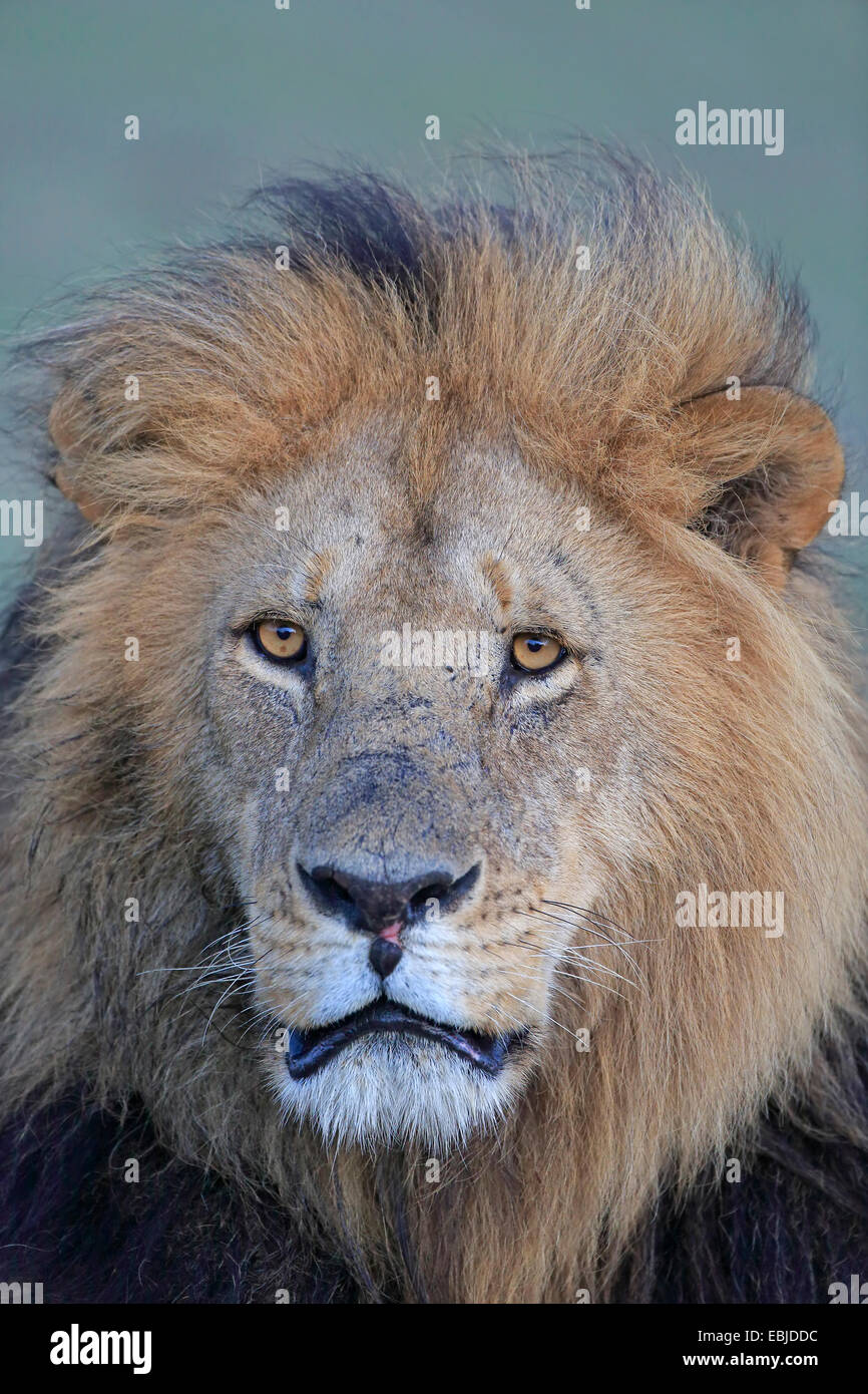 Adult male lion hi-res stock photography and images - Alamy