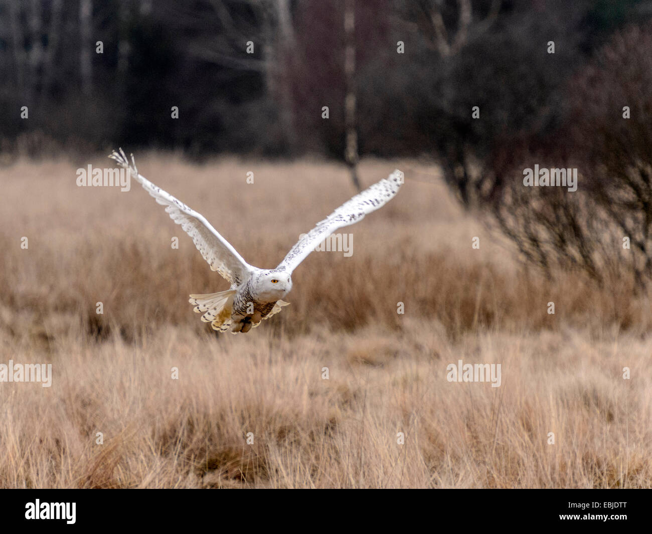 Snowy Owl [Bubo scandiacus] full flight with wings extended upwards and ...