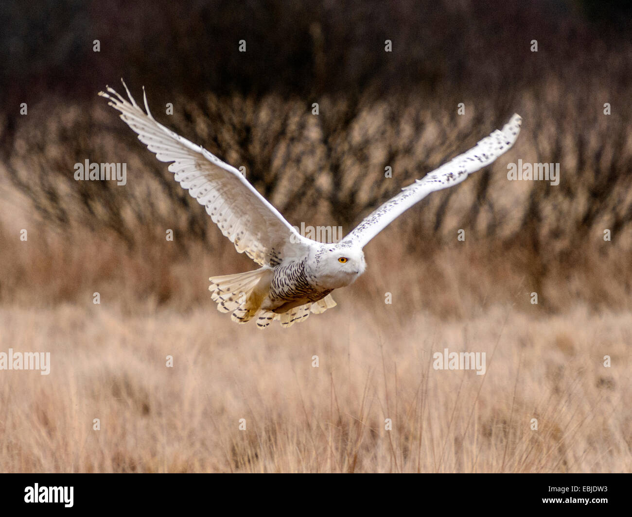 Snowy Owl [Bubo scandiacus] full flight with wings extended upwards and ...