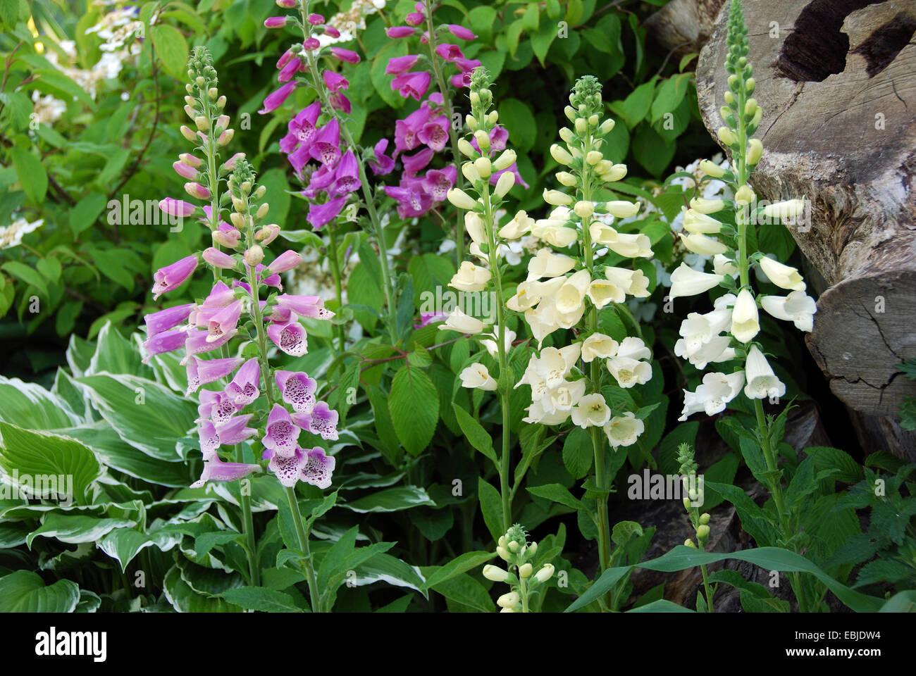 White foxgloves border hi-res stock photography and images - Alamy