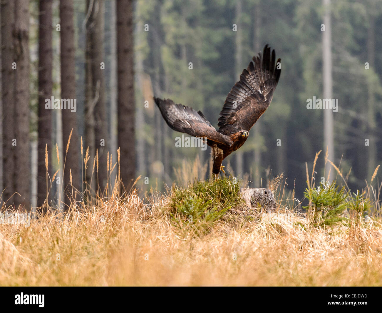 Magnificent Golden Eagle [Aquila Chrysaetos] in full flight, turning ...
