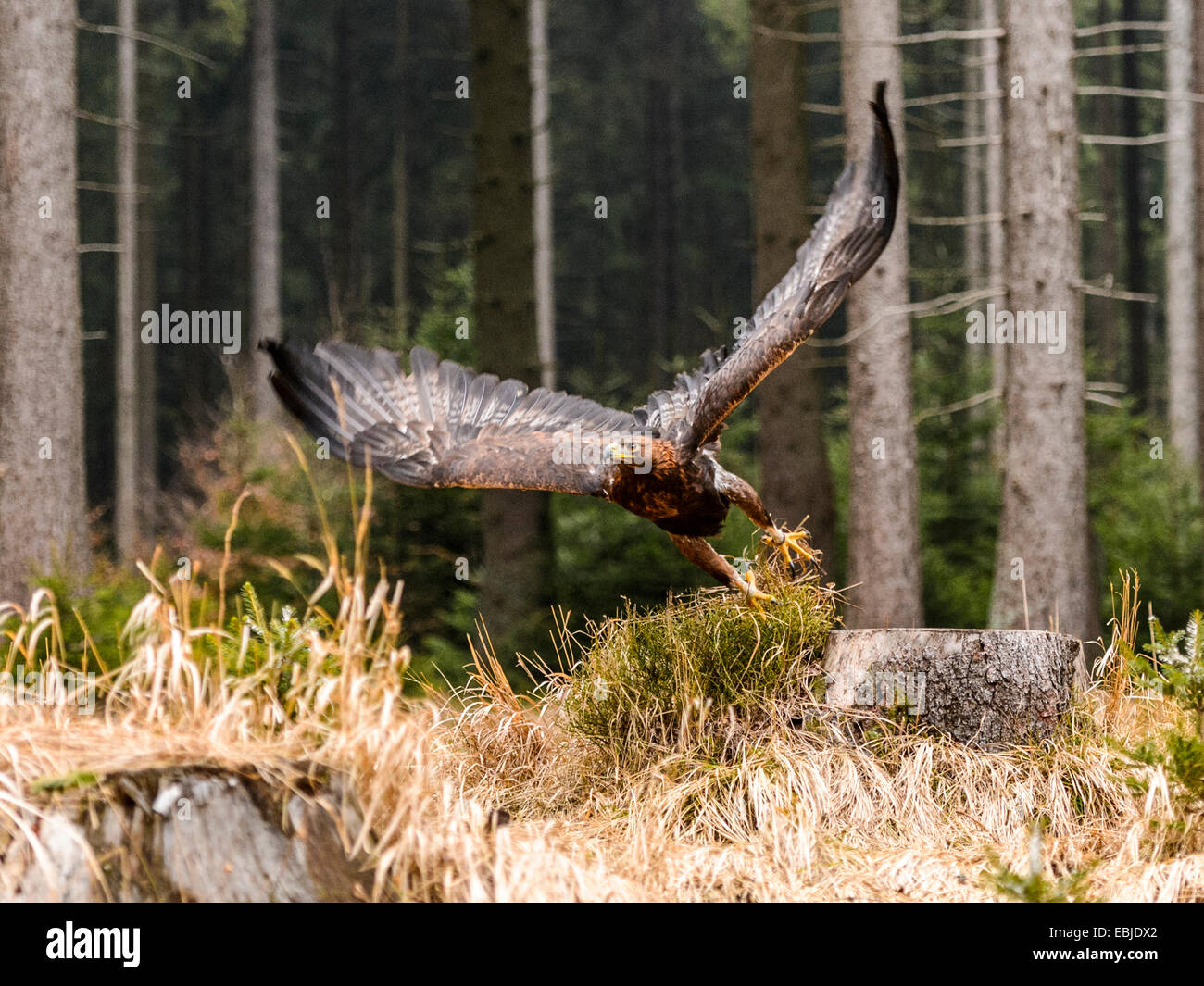 Magnificent Golden Eagle [Aquila Chrysaetos] taking off, with wings ...