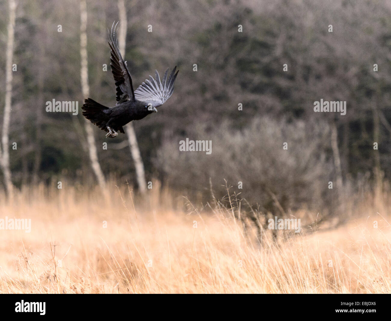 Raven [Corvus Corax] captured in flight across yellow scrub land.Wings ...