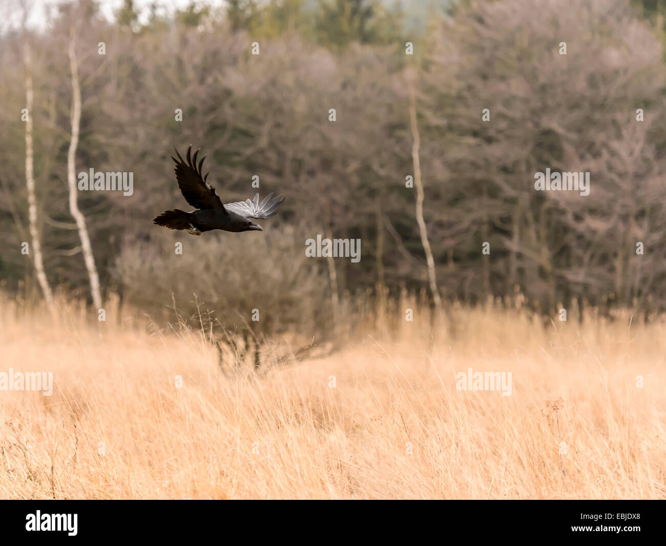 Raven in its habitat hi-res stock photography and images - Alamy
