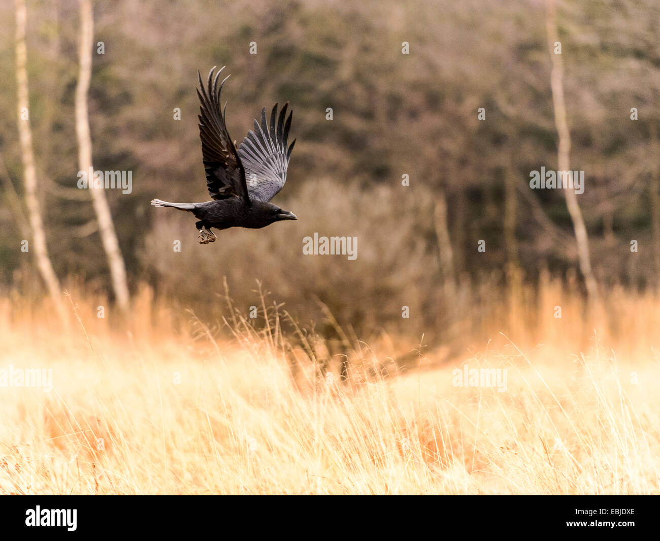 Raven with wings extended hi-res stock photography and images - Alamy