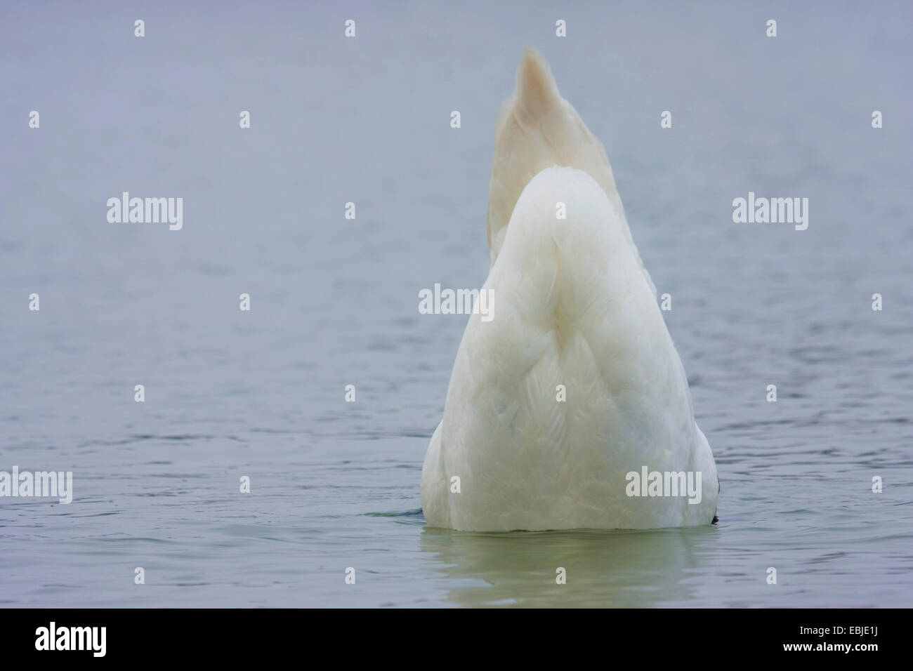 mute swan (Cygnus olor), dabbling, Germany, Baden-Wuerttemberg Stock ...