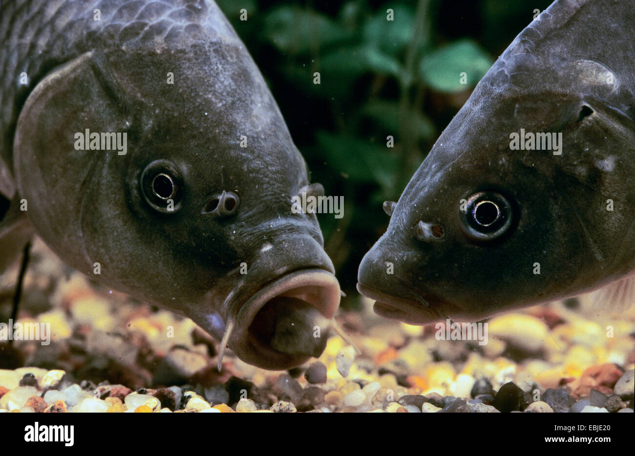 carp, common carp, European carp (Cyprinus carpio), Scale carps abbling ...