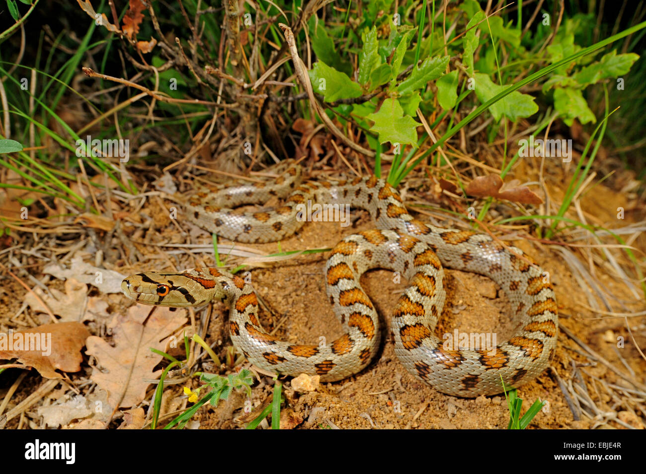 leopard snake (Elaphe situla), creeping over soil ground, Greece ...