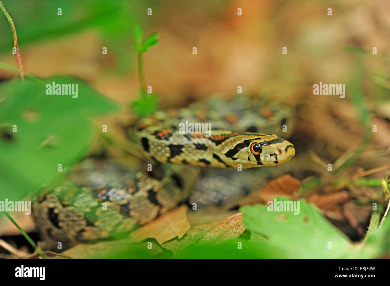 leopard snake (Elaphe situla), creeping over forest groundt, Greece ...