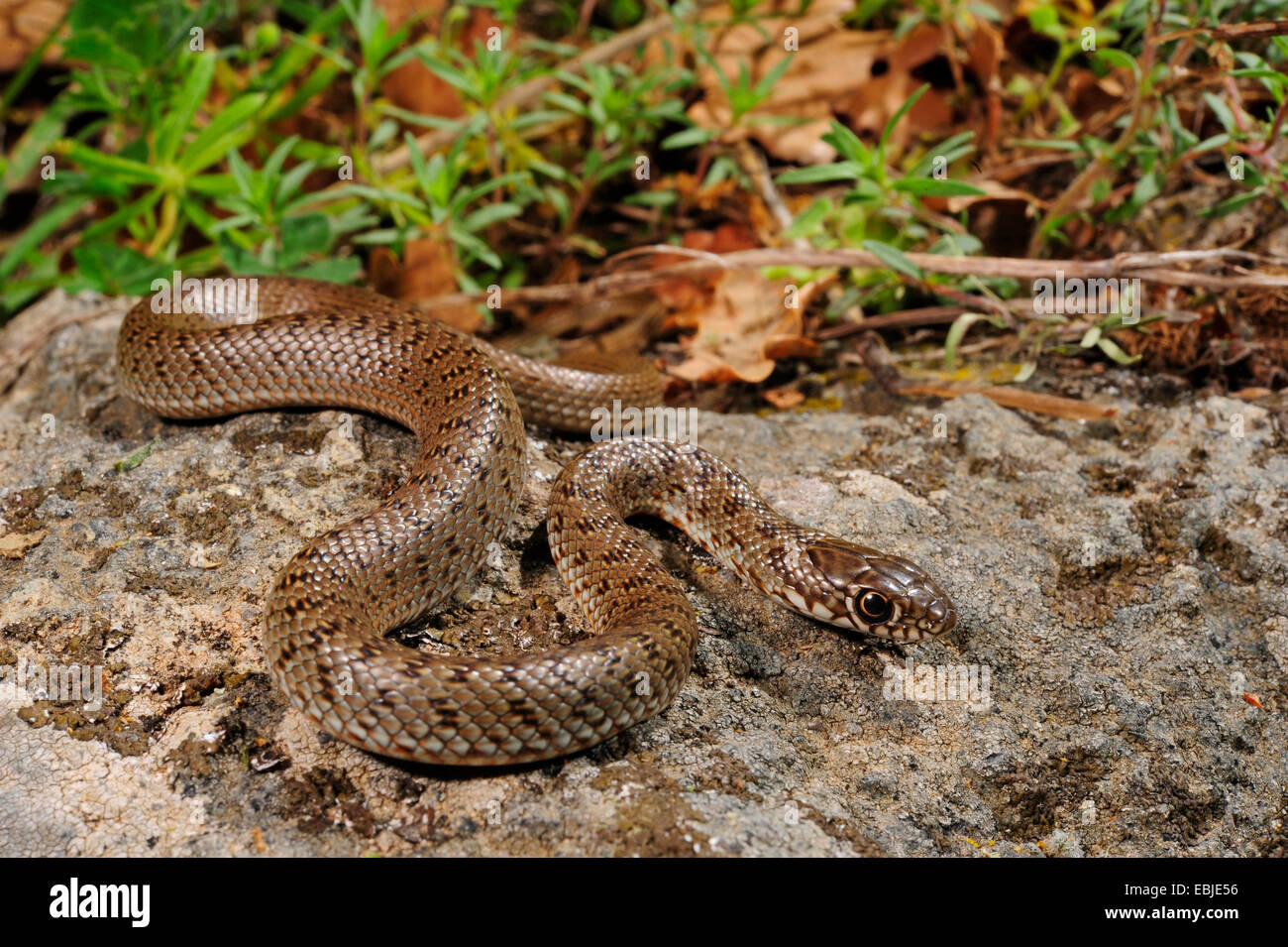 Large Whip Snake (Dolichophis caspius, Coluber caspius), juvenile with ...