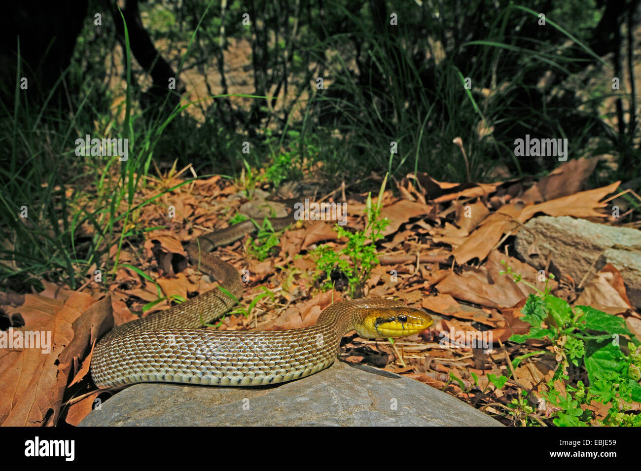 Juvenile rat snake hi-res stock photography and images - Alamy