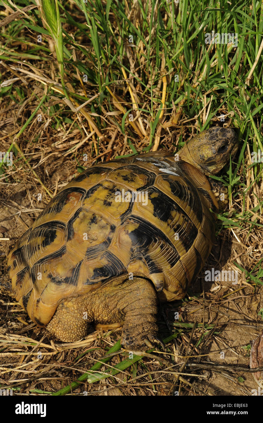 Hermanns tortoise, Greek tortoise, Boettgers tortoise (Testudo hermanni ...