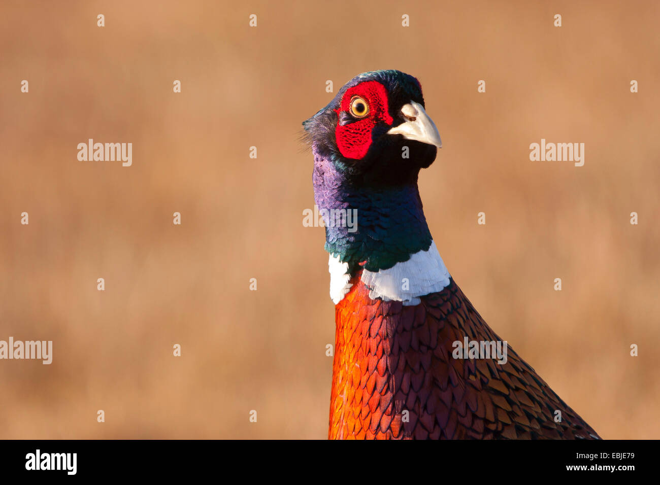 common pheasant, Caucasus Pheasant, Caucasian Pheasant (Phasianus ...
