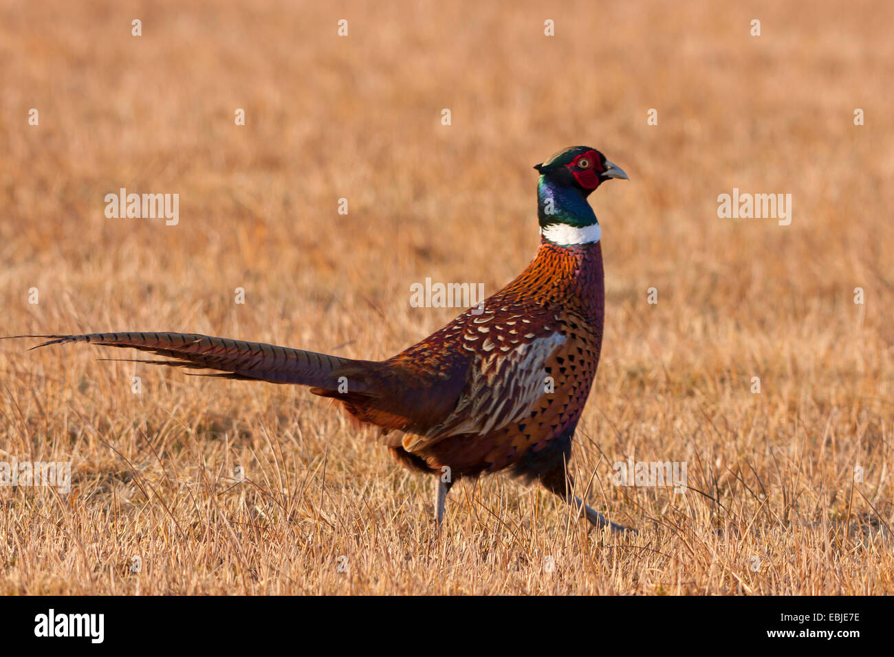 common pheasant, Caucasus Pheasant, Caucasian Pheasant (Phasianus ...