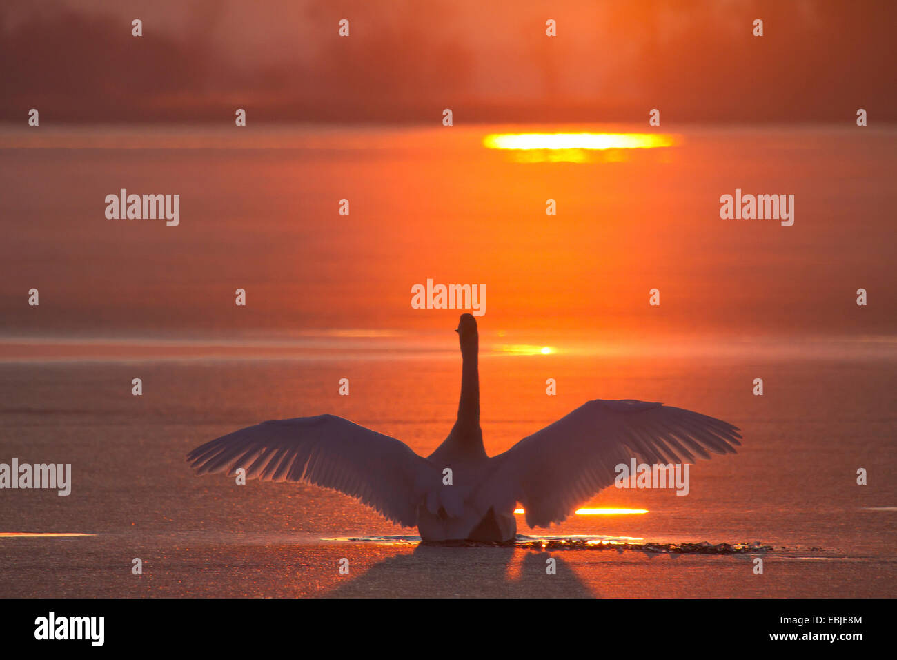 Swan with open wings hi-res stock photography and images - Alamy