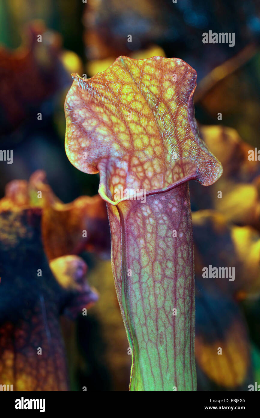 northern pitcher plant (Sarracenia purpurea), leaf trap Stock Photo - Alamy