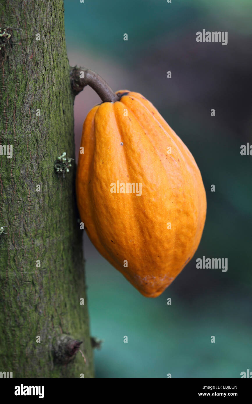 Cacao trees hi-res stock photography and images - Alamy
