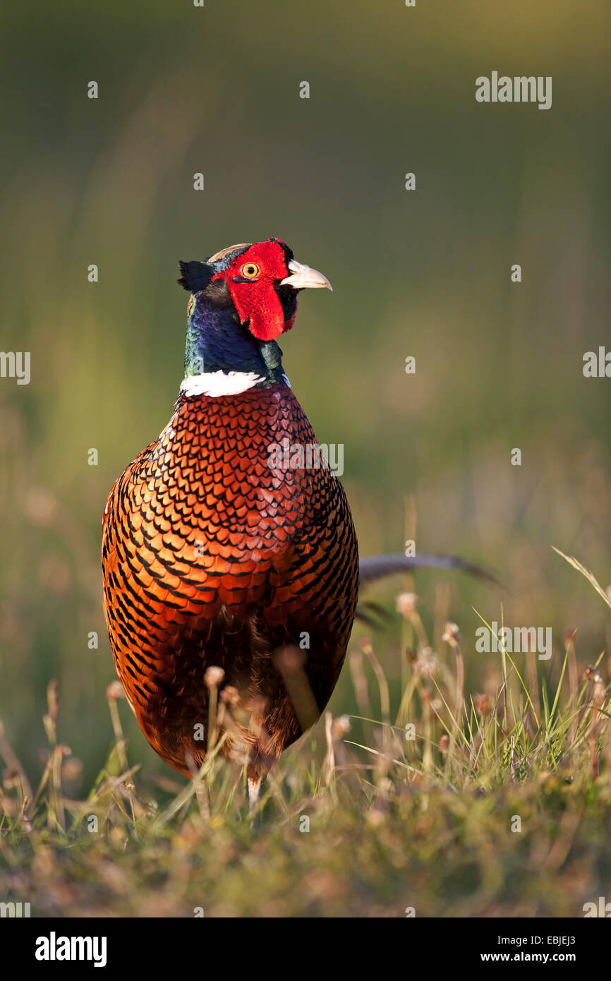 common pheasant, Caucasus Pheasant, Caucasian Pheasant (Phasianus ...