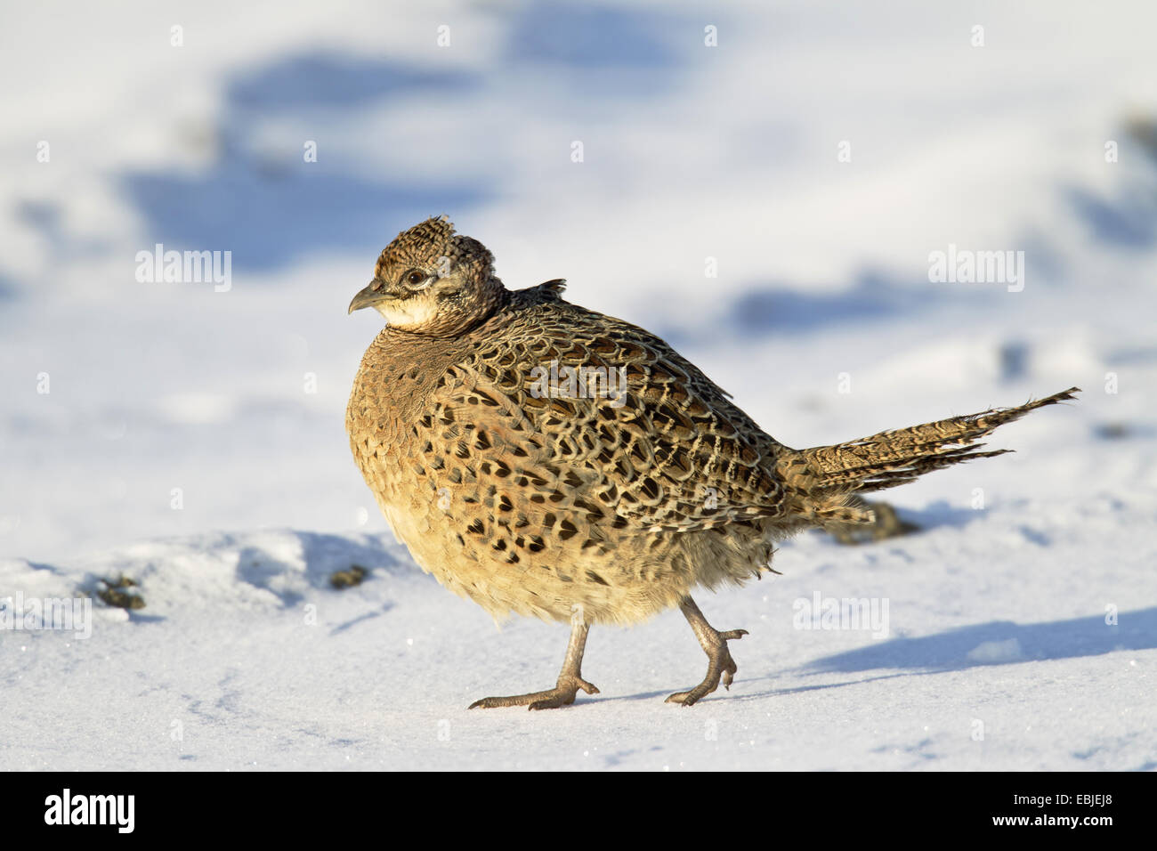 common pheasant, Caucasus Pheasant, Caucasian Pheasant (Phasianus ...
