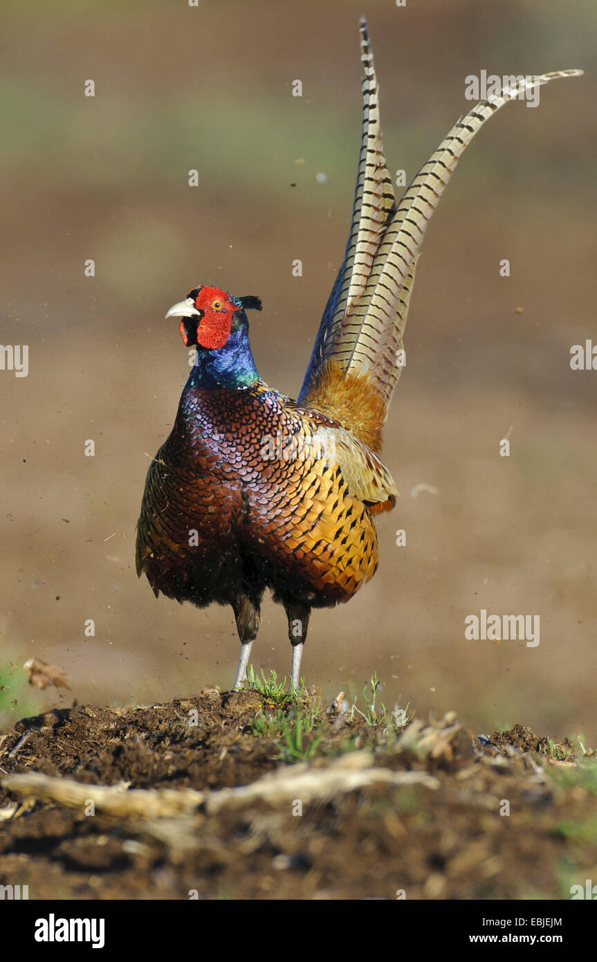 common pheasant, Caucasus Pheasant, Caucasian Pheasant (Phasianus ...