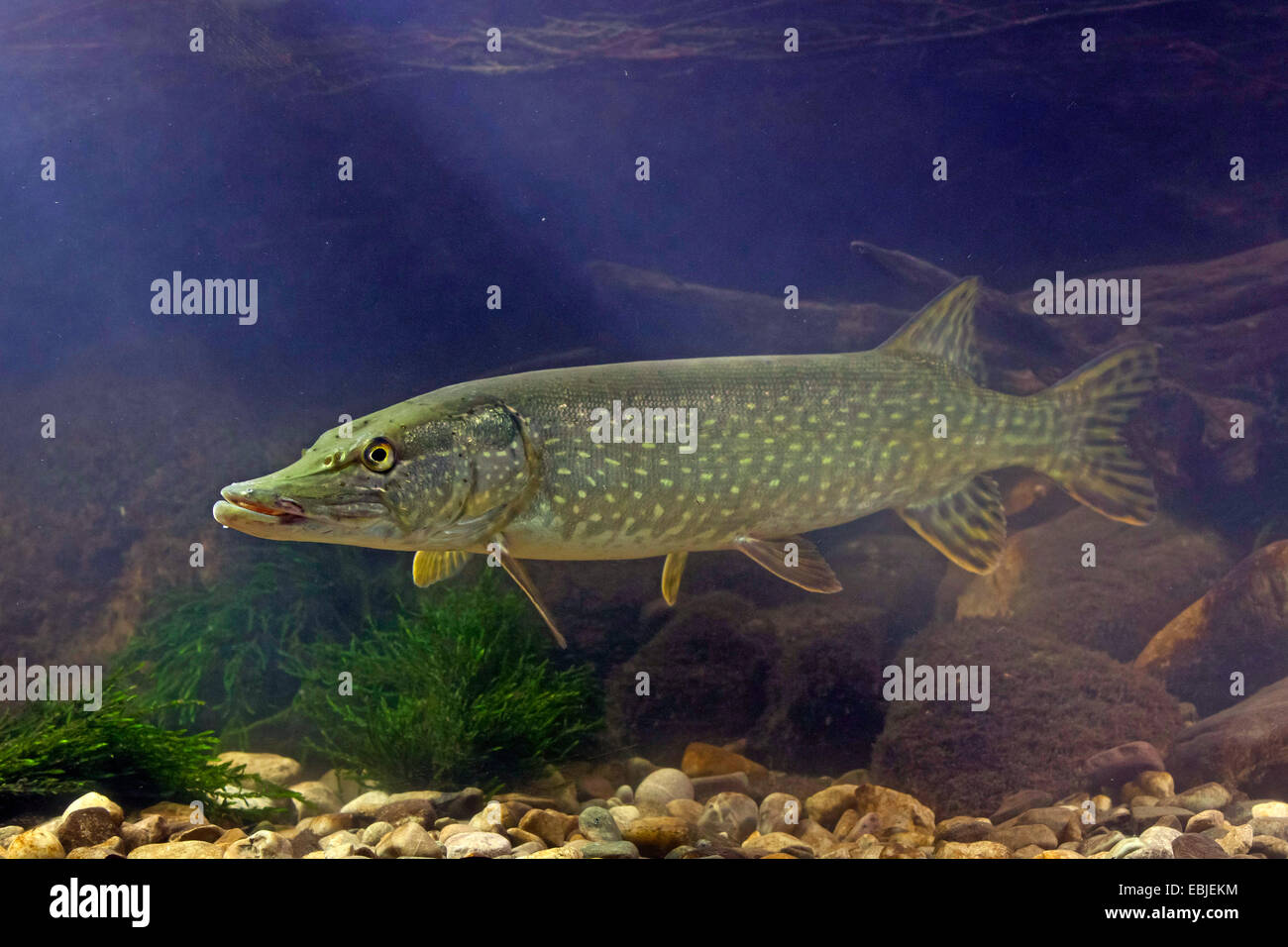 pike, northern pike (Esox lucius), large female at the pebble ground of ...