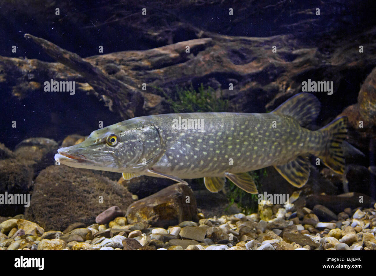 pike, northern pike (Esox lucius), large female at the pebble ground of ...