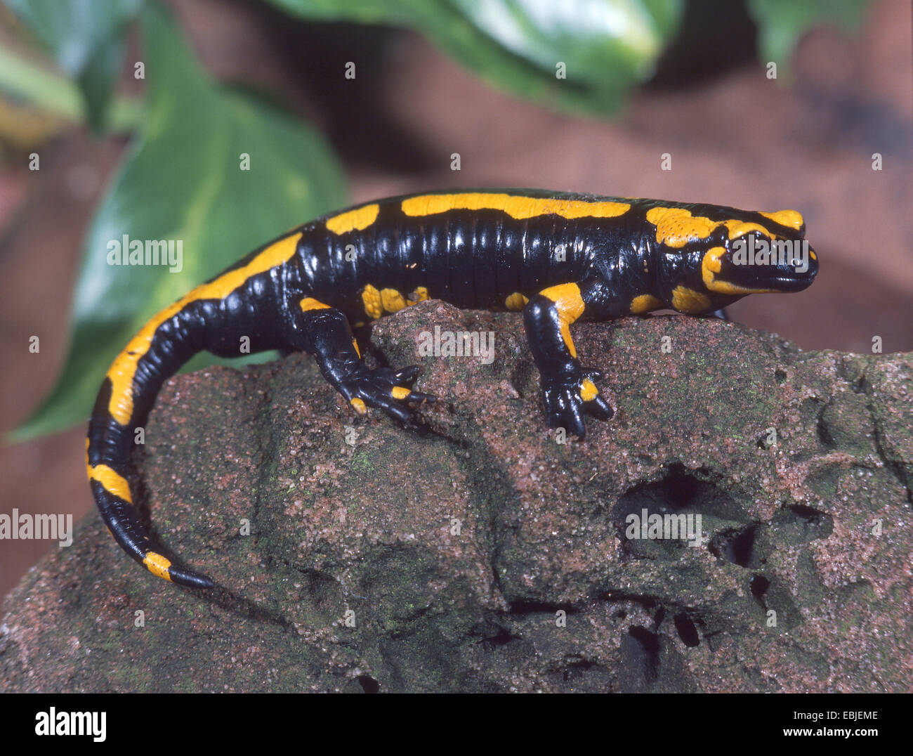 European fire salamander (Salamandra salamandra), on a stone, Germany ...