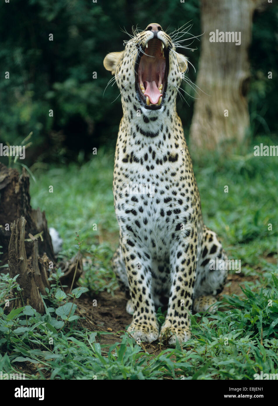 leopard (Panthera pardus), yawning, Zimbabwe Stock Photo - Alamy