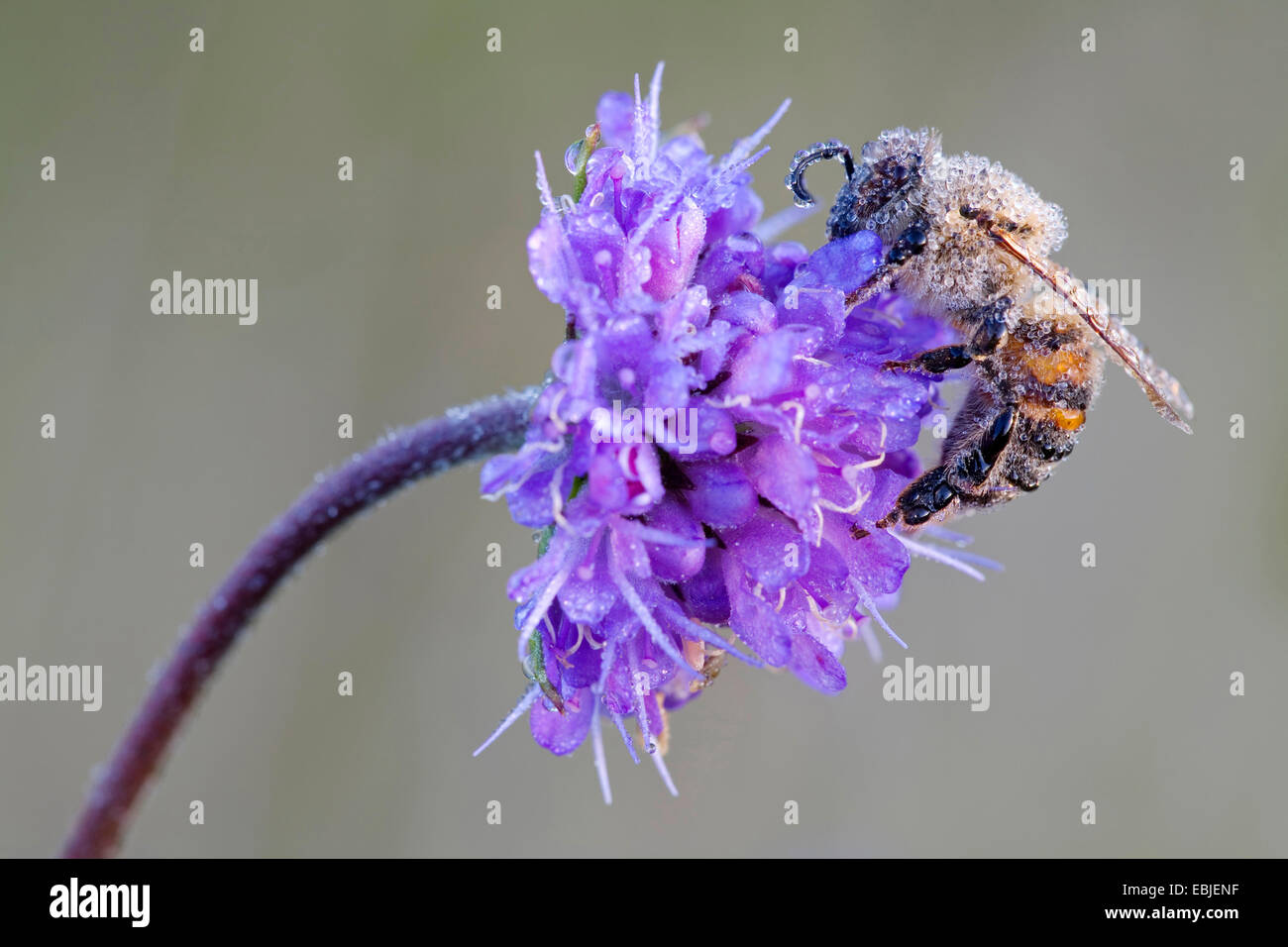 honey bee, hive bee (Apis mellifera mellifera), on a gipsy rose with ...