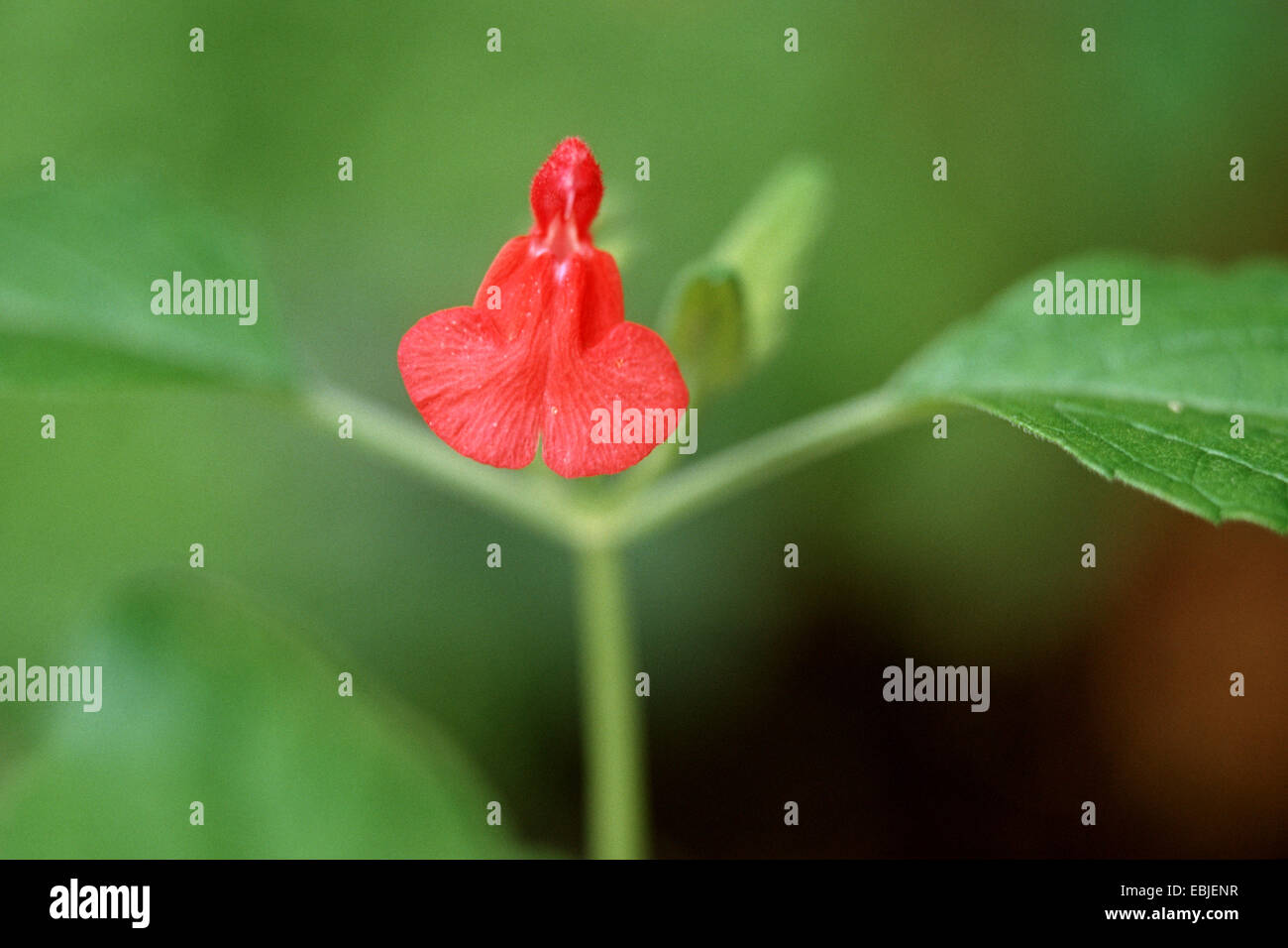 Baby sage, Graham's sage, Blackcurrant sage (Salvia microphylla ...