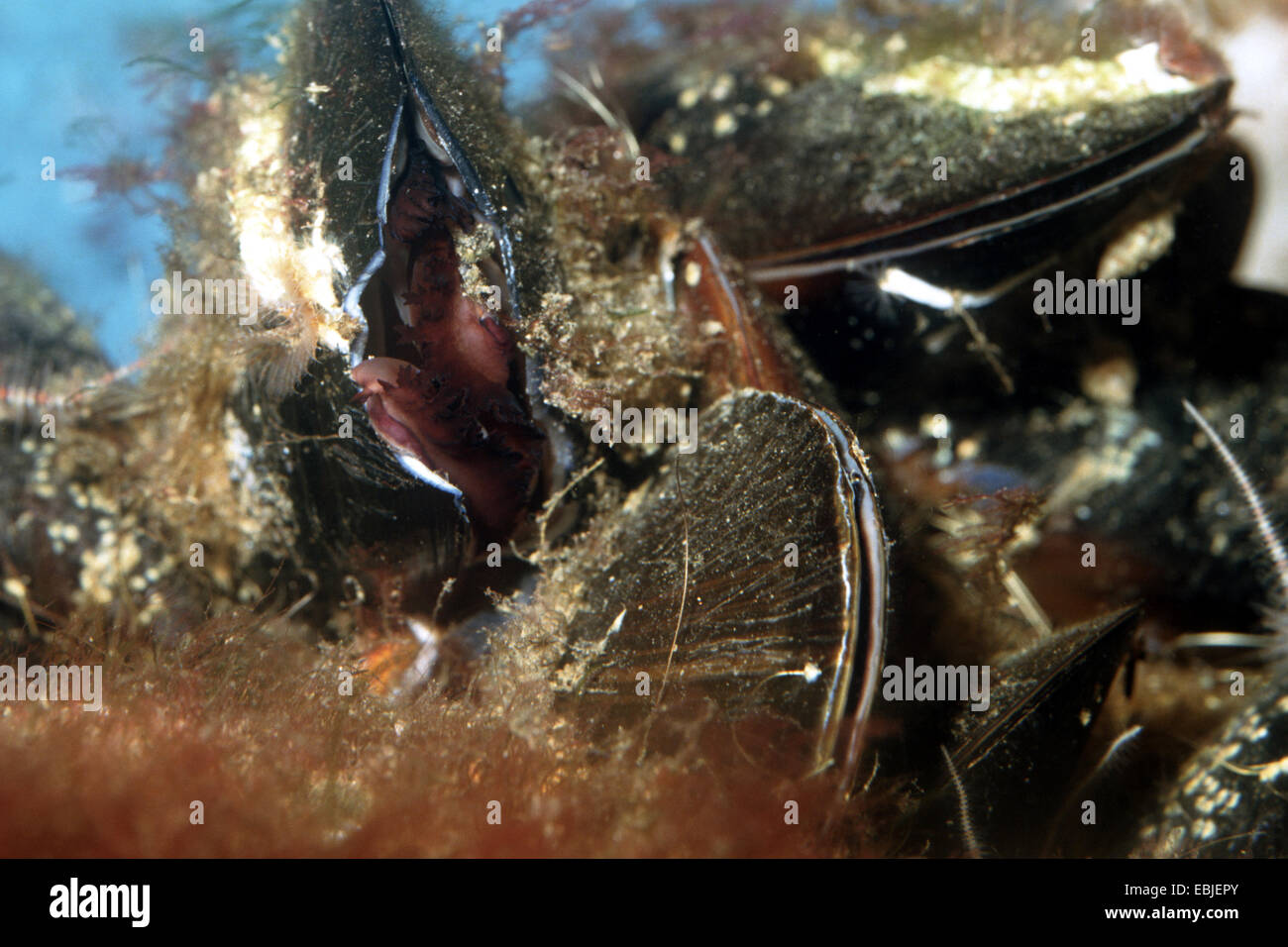 Mediterranean mussel (Mytilus galloprovincialis), mussel bank at the ...