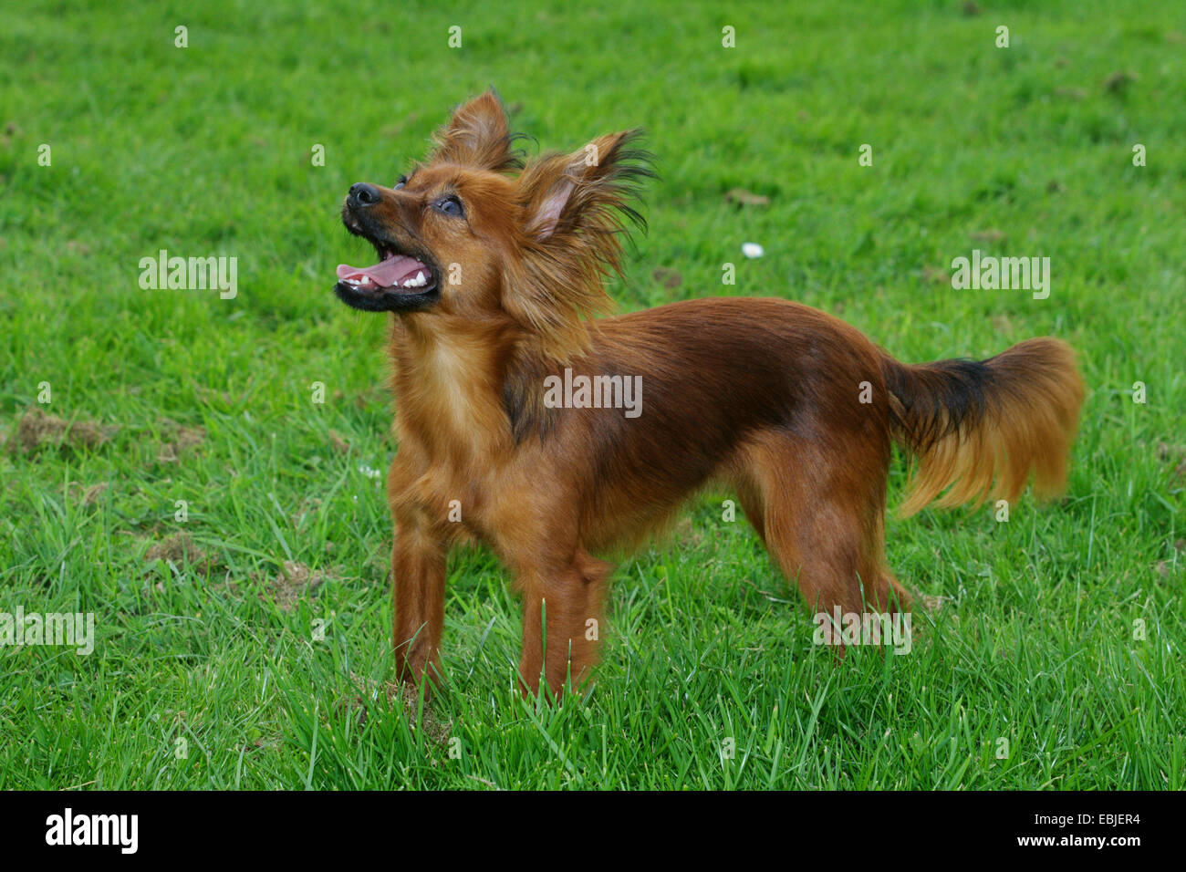 Russkiy toy hi-res stock photography and images - Alamy