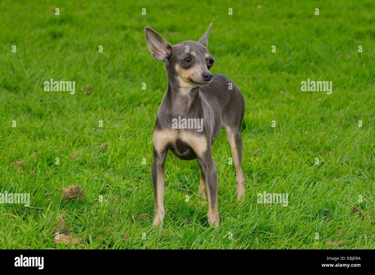 Russkiy hi-res stock photography and images - Alamy