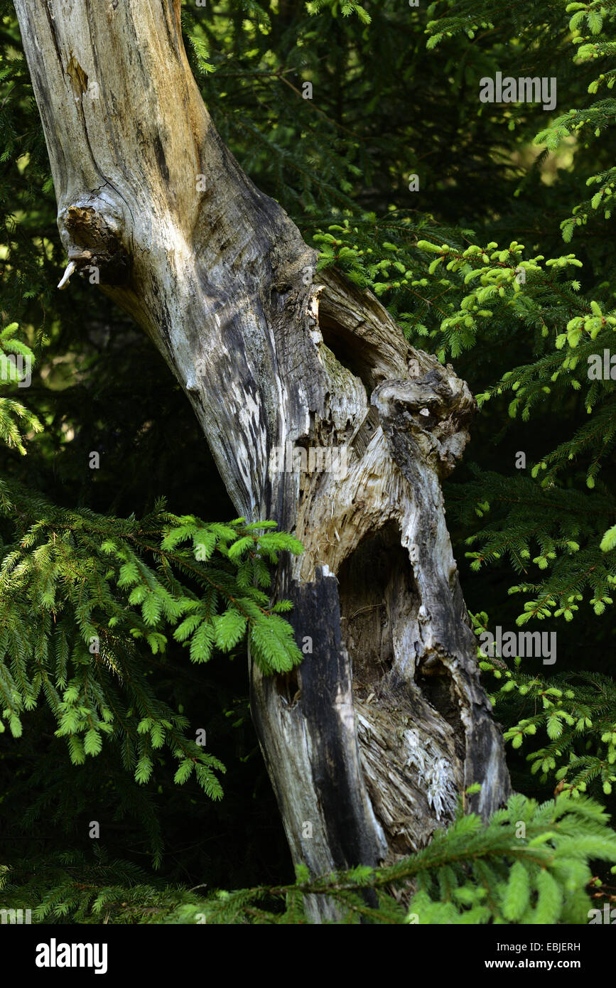 rotten tree trunk, Germany, Bavaria, Oberpfalz Stock Photo - Alamy