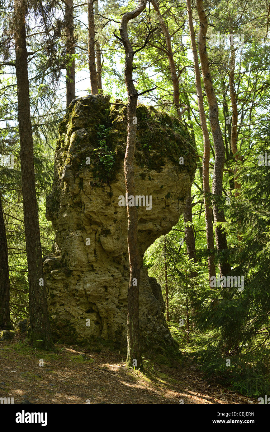 Formation forest hi-res stock photography and images - Alamy