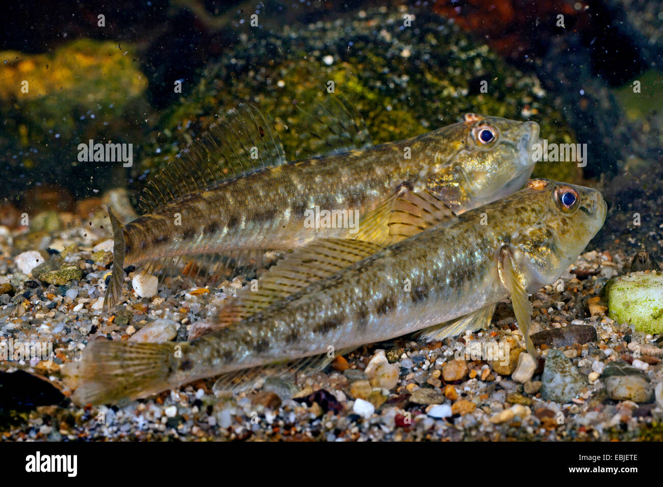 river goby, monkey goby (Gobius fluviatilis, Neogobius fluviatilis ...