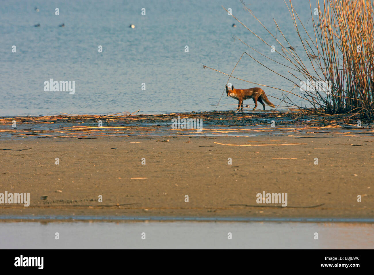red fox (Vulpes vulpes), on the feed on the shore, Austria, NSG ...