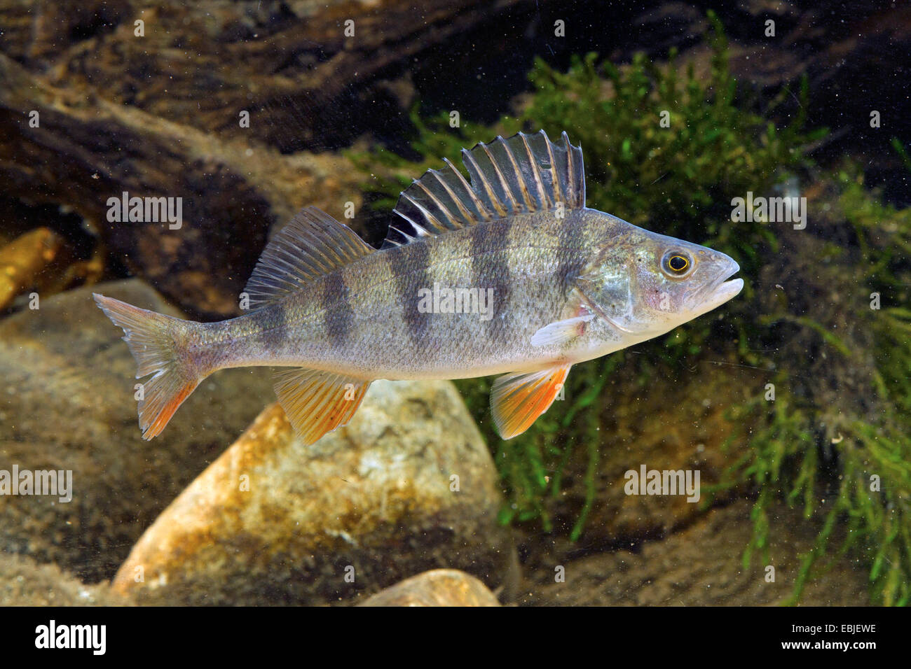 Perch, European perch, Redfin perch (Perca fluviatilis), swimming in ...