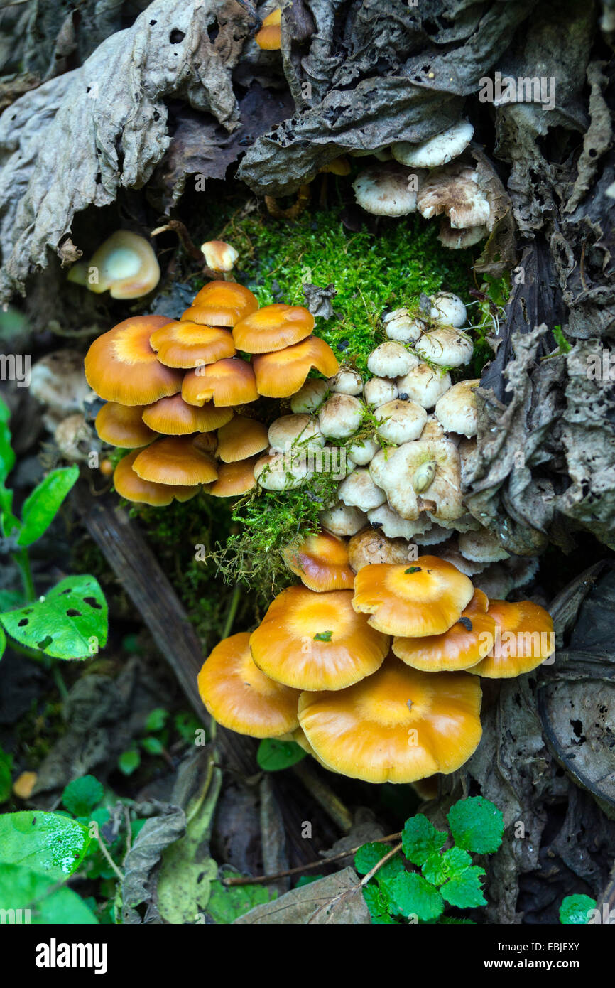 Yellow and white fungi growing on dead tree stump Stock Photo - Alamy