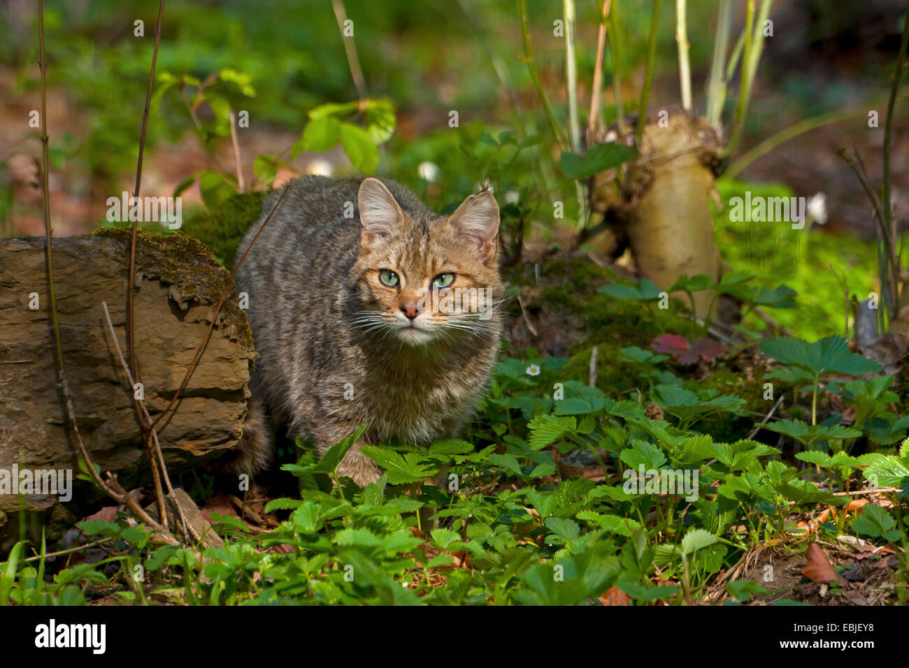 European wildcat, forest wildcat (Felis silvestris silvestris), walking ...