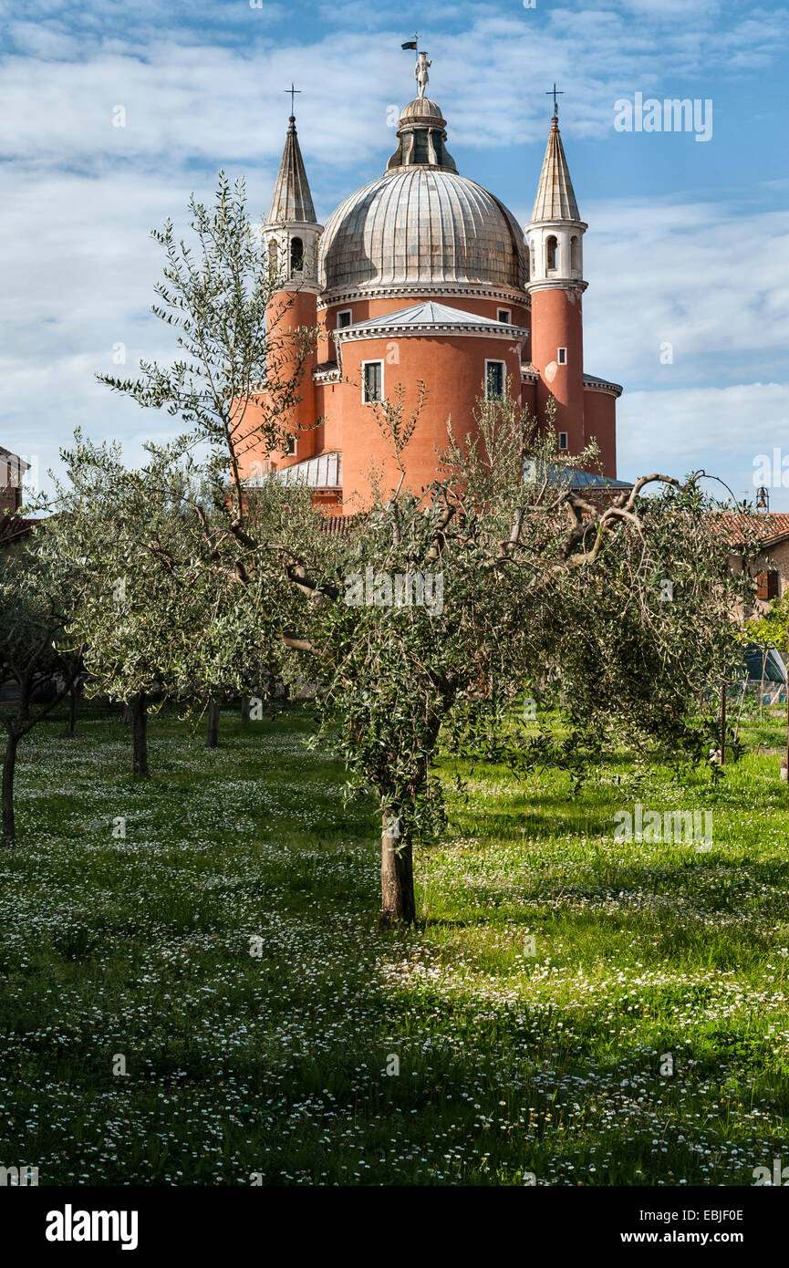 Olive trees in the garden of the 16c Capuchin monastery of Il Redentore ...