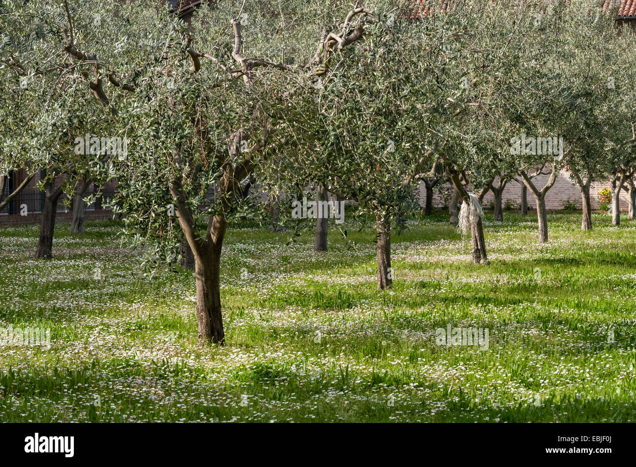 Olive trees in the garden of the 16c Capuchin monastery of Il Redentore ...