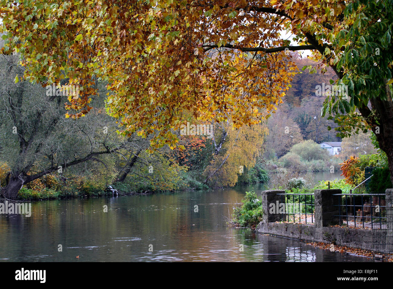 European plane, maple-leaved plane, London plane, London planetree ...