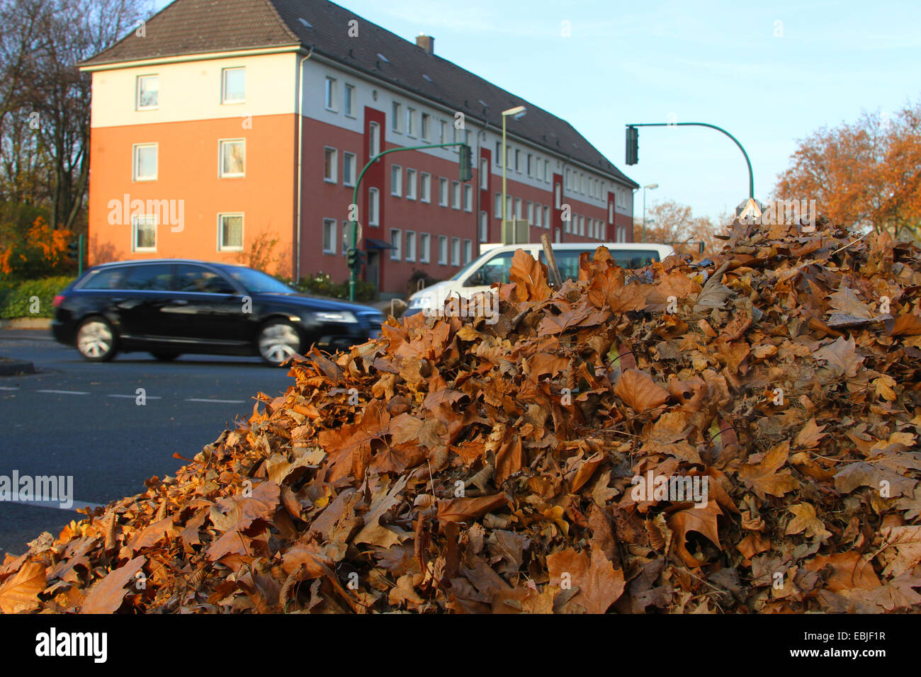 European plane, maple-leaved plane, London plane, London planetree ...