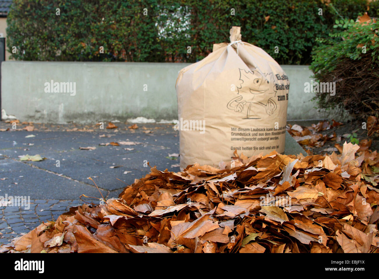 European plane, maple-leaved plane, London plane, London planetree ...