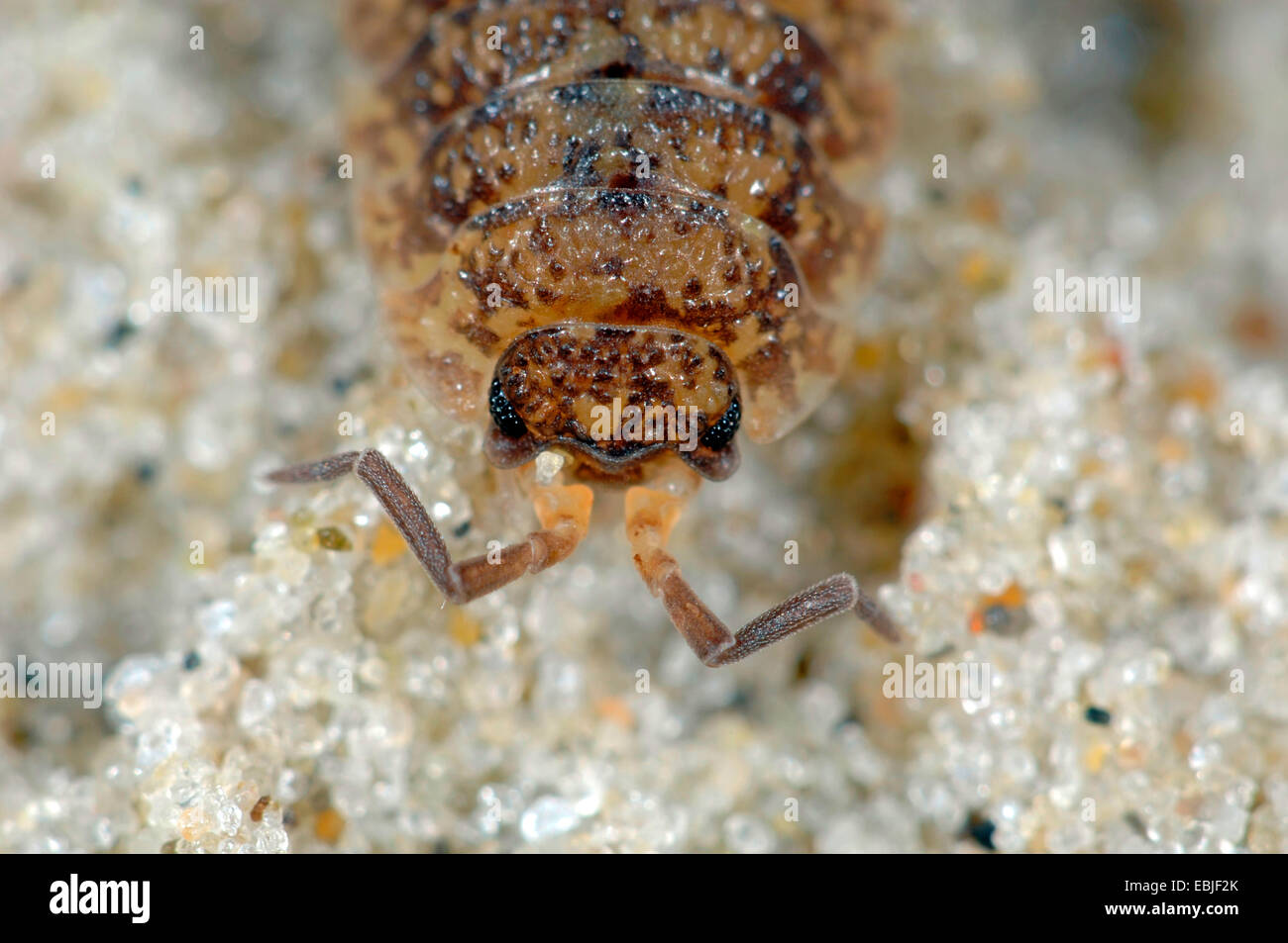 Woodlouse antenna hi-res stock photography and images - Alamy