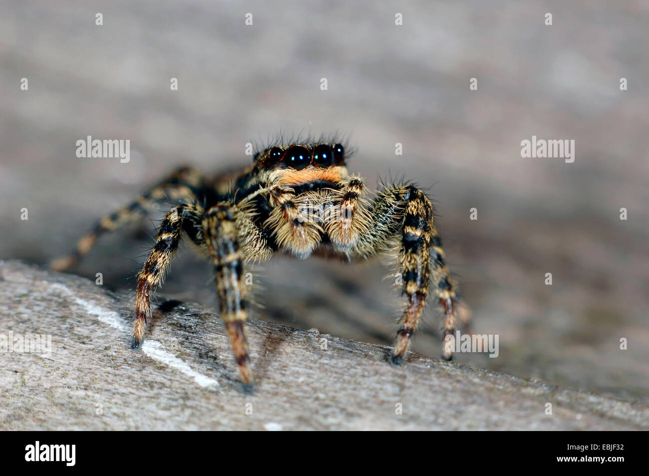 jumping spider (Marpissa muscosa, Marpissa rumpfii), Jumping spider ...