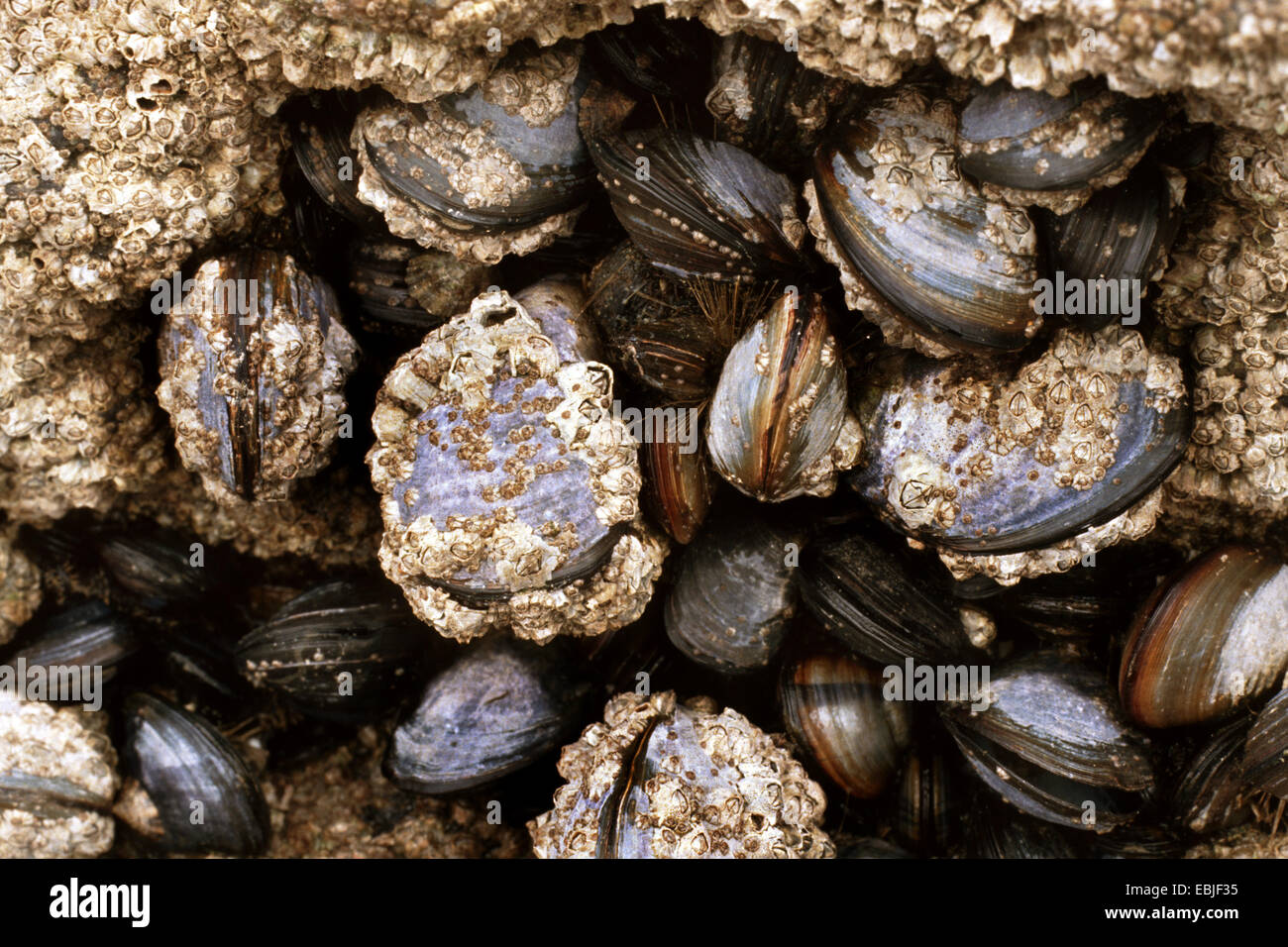 blue mussel, bay mussel, common mussel, common blue mussel (Mytilus ...