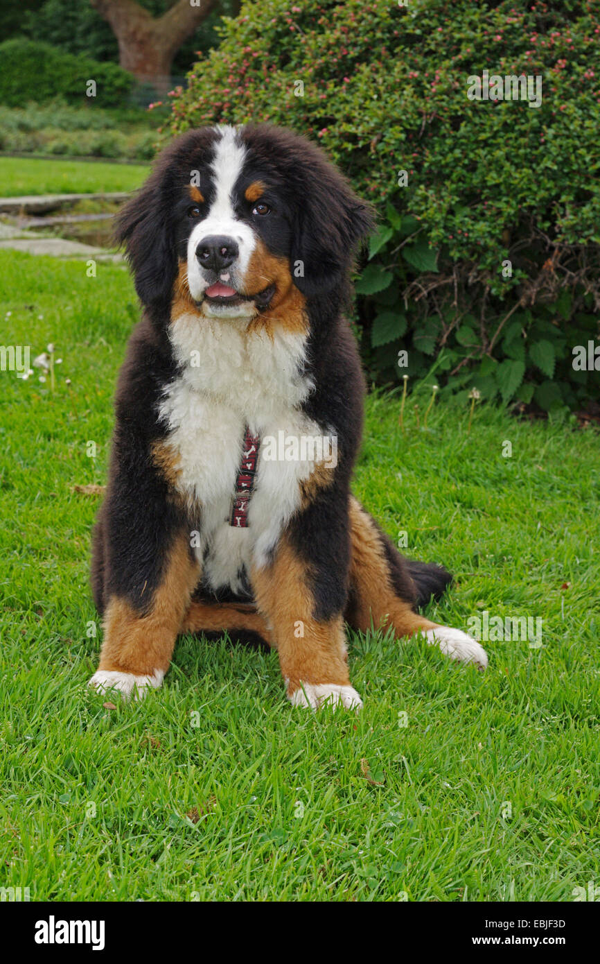 Male bernese mountain dog in hi-res stock photography and images - Alamy