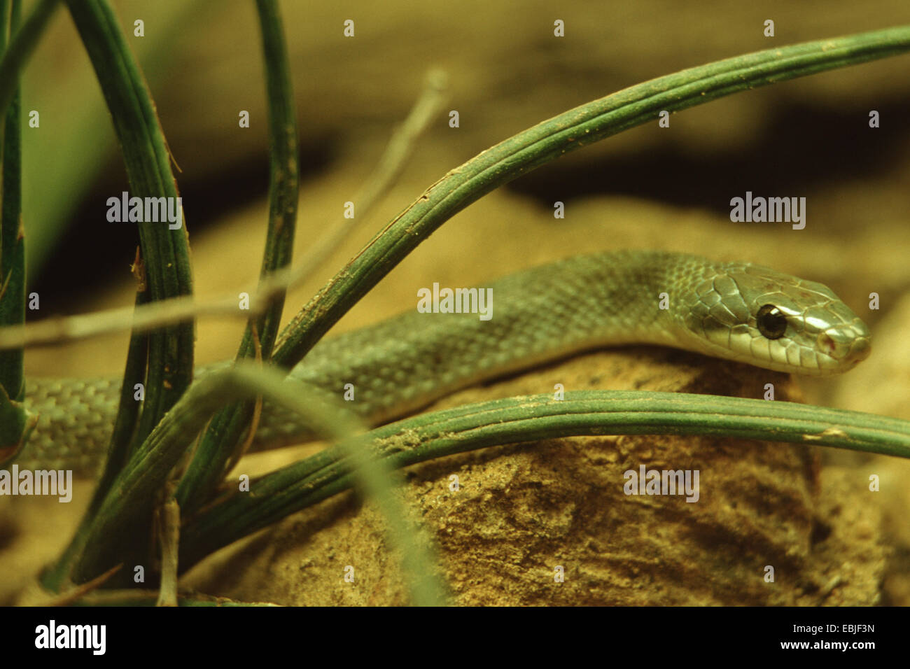 Elaphe climacophora hi-res stock photography and images - Alamy